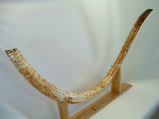 Carlton Evans Handmade Custom Knives : Mammoth Tusk for Sale : s622
