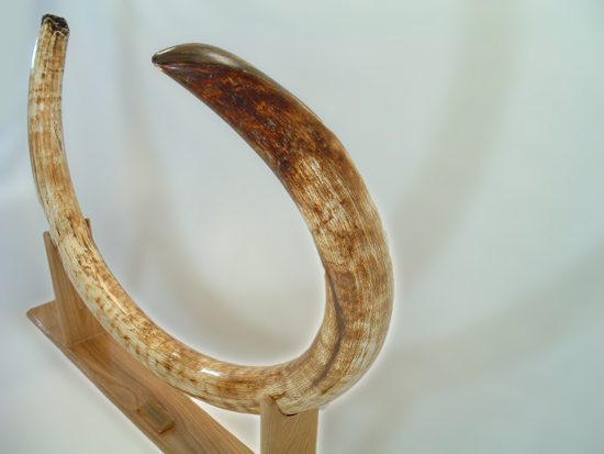 Carlton Evans Handmade Custom Knives : Mammoth Tusk for Sale : s622